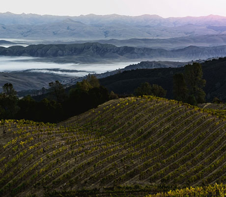 Legendary California Pinot Noir | Calera Winery