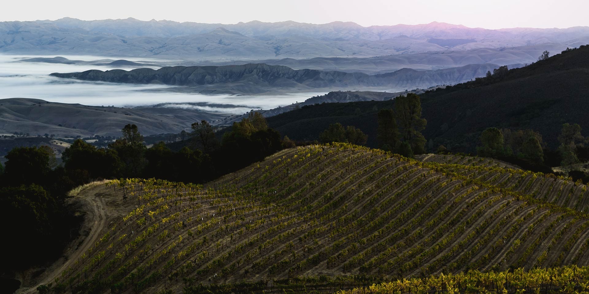 Legendary California Pinot Noir | Calera Winery