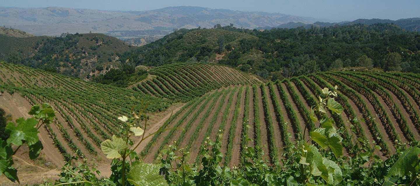 Mt. Harlan Estate Vineyard Loactions, California | Calera Wine Company Mt. Harlan Estate Vineyard Loactions, California | Calera Wine Company